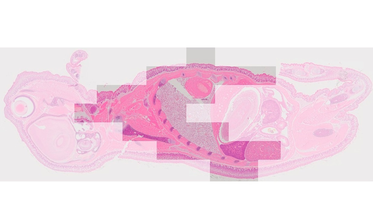 cellSens software pushes the boundaries of microscopes | Laboratory Talk