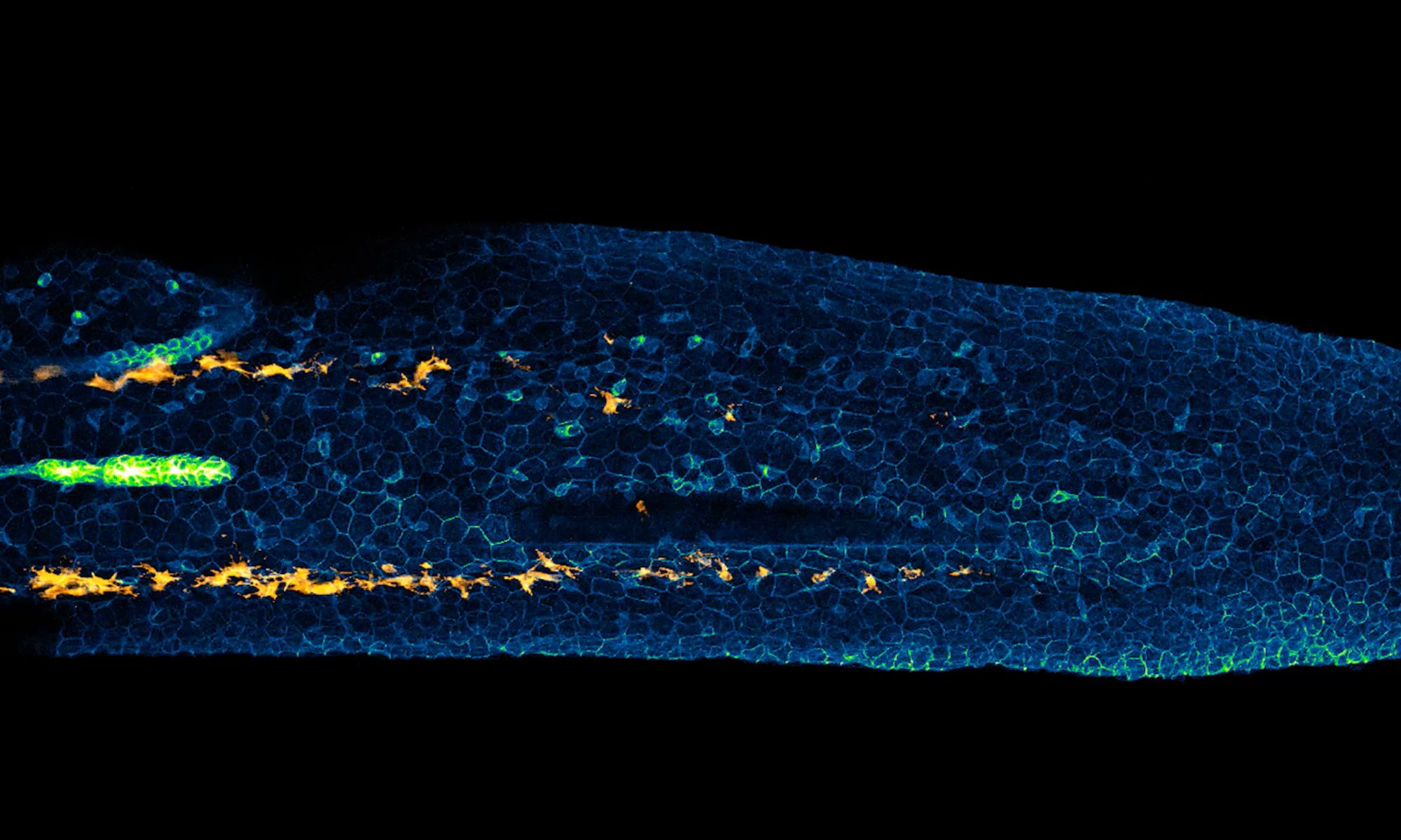 Microscopic Zebrafish embryo is star of global film awards | Laboratory ...
