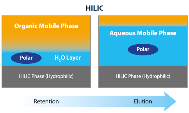 Understanding the HILIC Separation Method in Liquid Chromatography ...